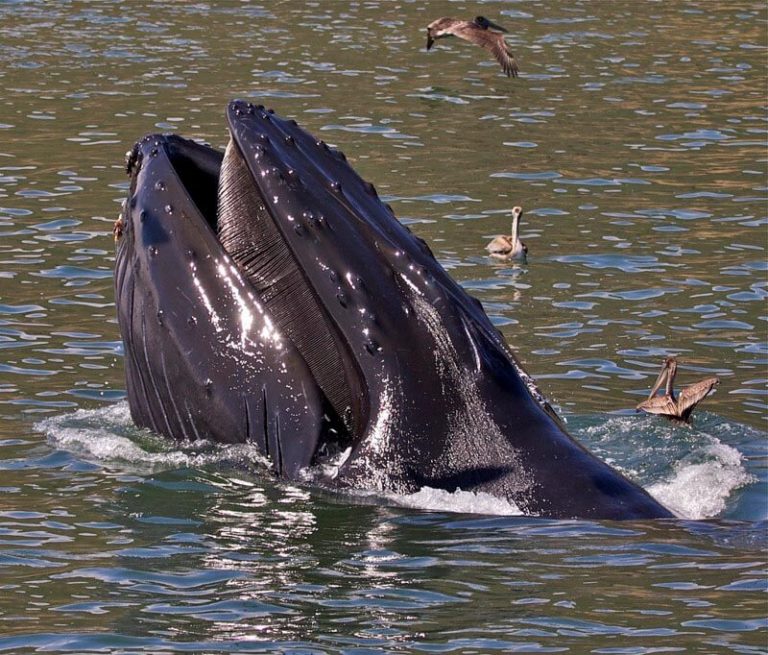 Hayvonlar haqida qiziqarli faktlar - ehtimol siz bilmagan 36 eng g ...